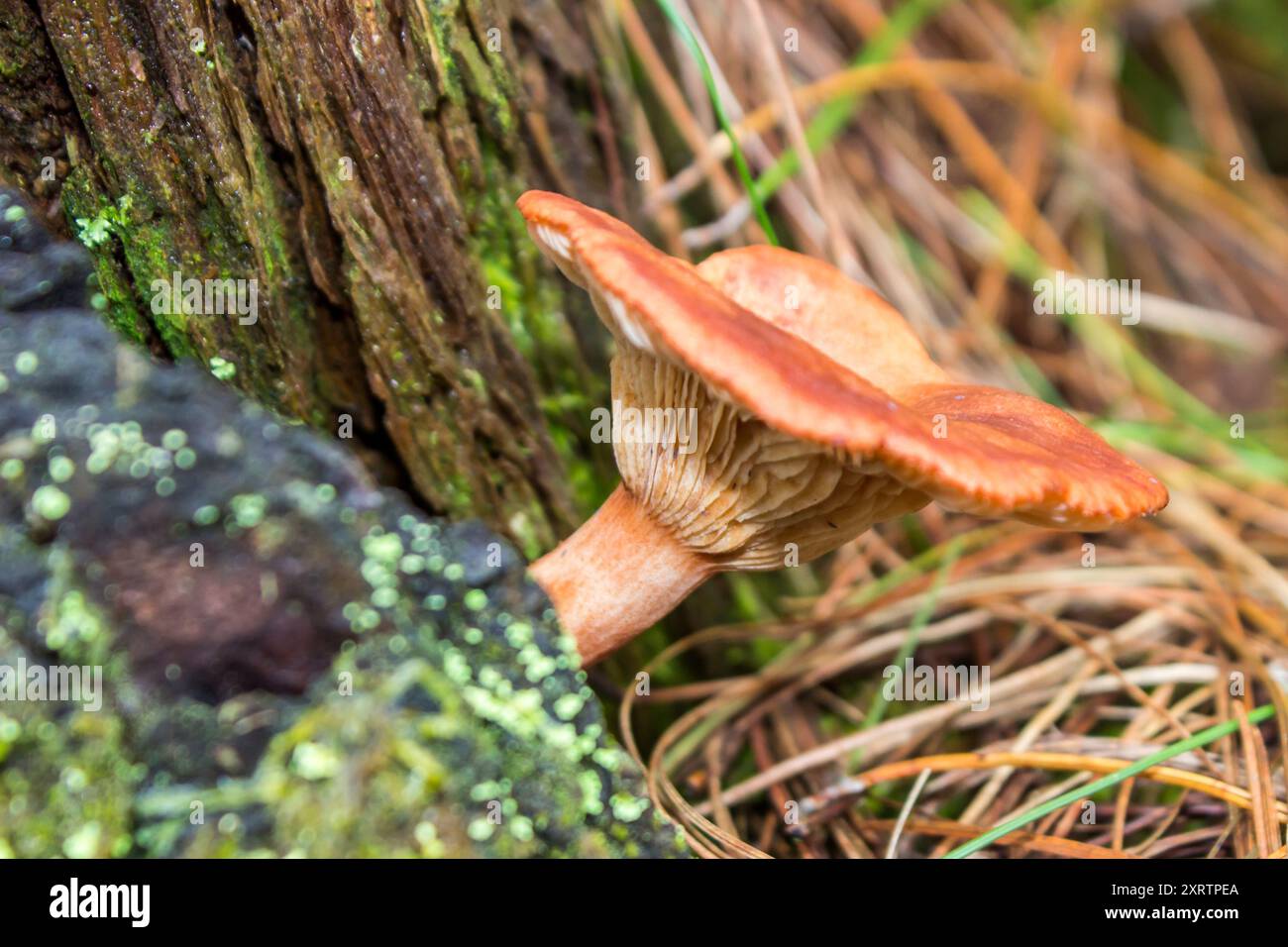 Sideview of a Saffron milk cap, Lactarius deliciosus Stock Photo - Alamy