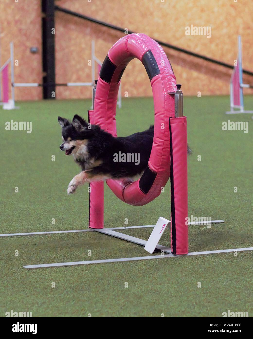 Adult, female Chihuahua dog jumping through an agility ring on an ...