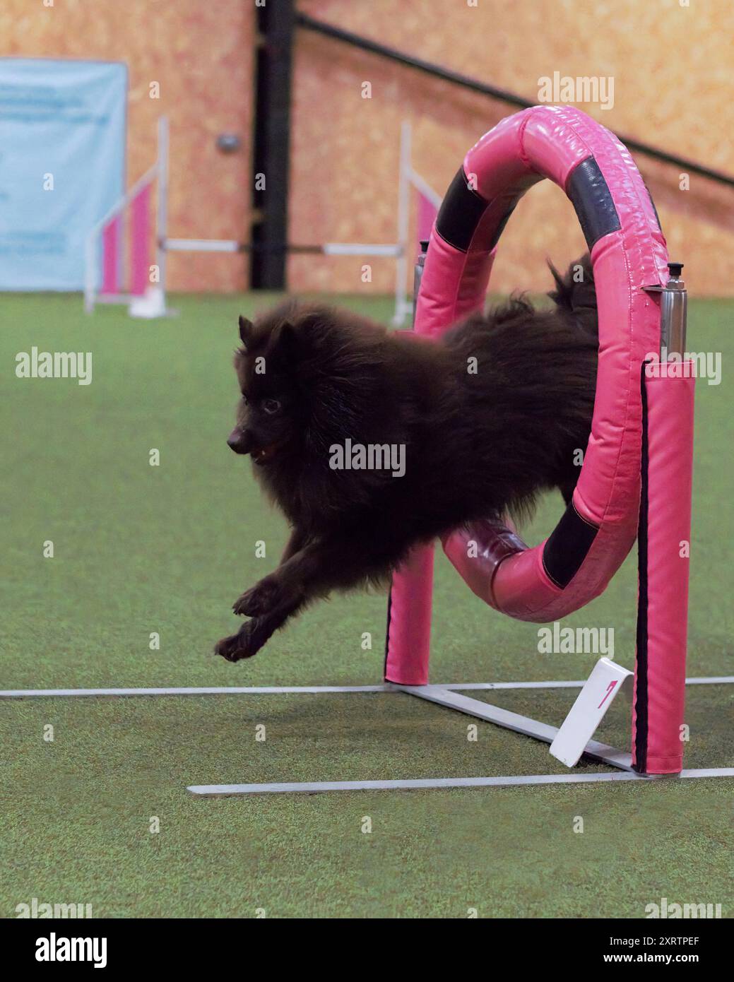 A brown, adult, male, German Spitz dog jumping through an agility ring ...