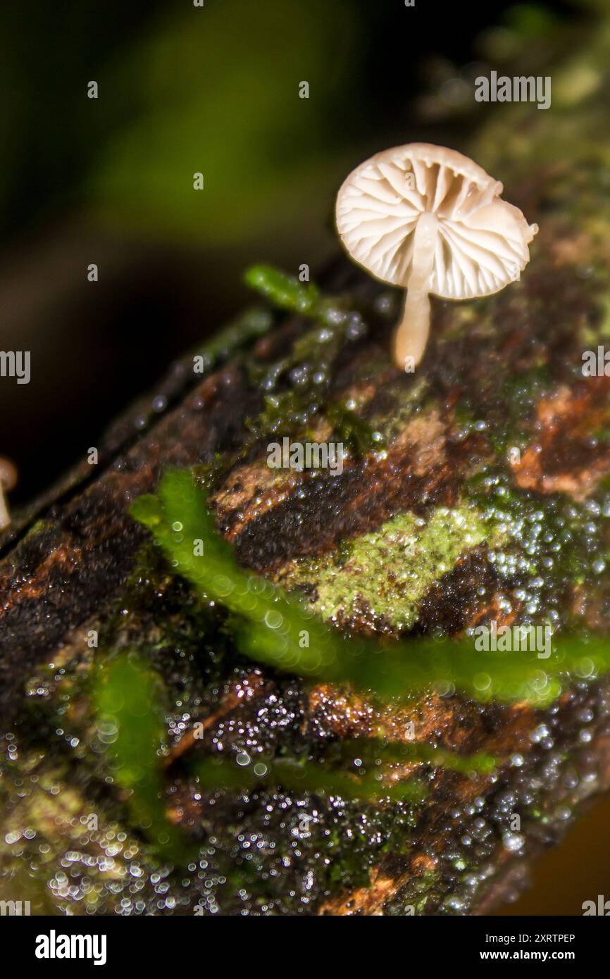 View from below of a Twisted Deceiver Mushroom (Laccaria Tortilis ...