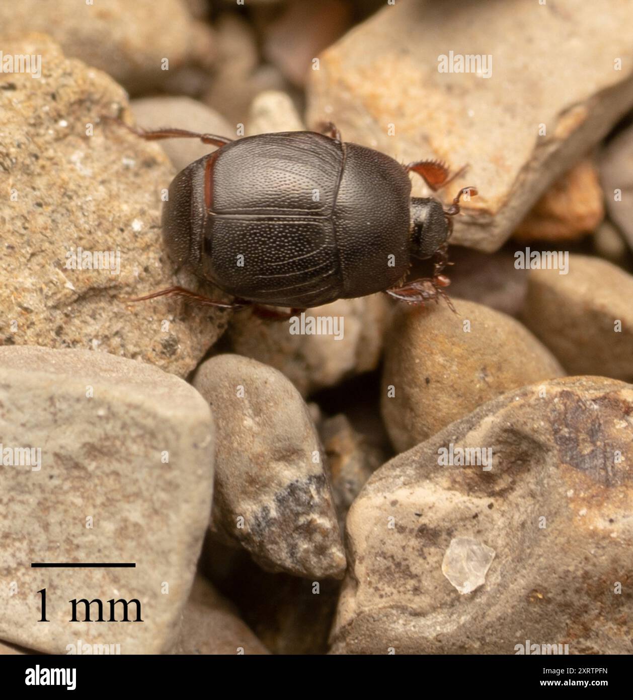 Hister Beetles (Histeridae) Insecta Stock Photo - Alamy