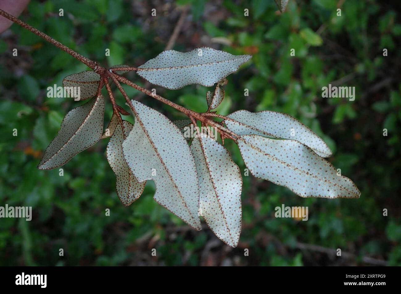 Lesser Lavender Croton (Croton pseudopulchellus) Plantae Stock Photo ...