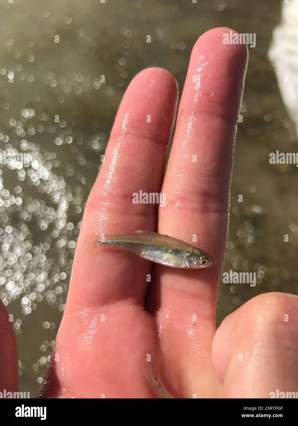 Red Shiner (Cyprinella lutrensis) Actinopterygii Stock Photo - Alamy