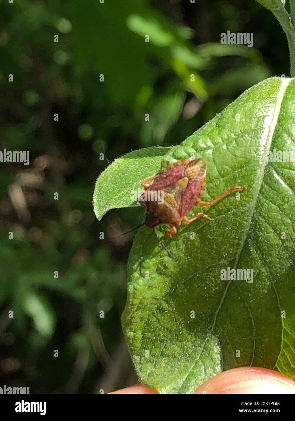 Black-shouldered Shieldbug (Carpocoris purpureipennis) Insecta Stock ...