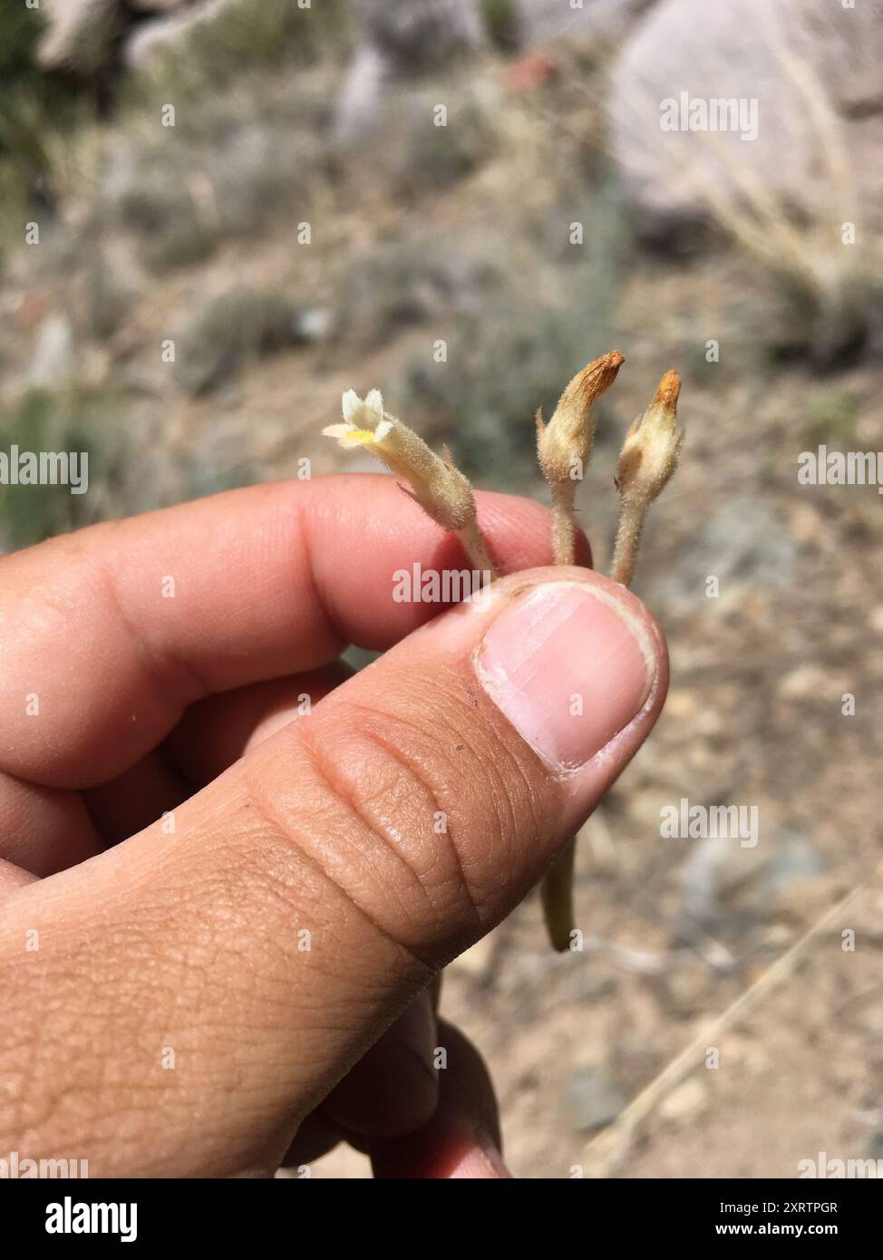 clustered broomrape (Aphyllon fasciculatum) Plantae Stock Photo - Alamy