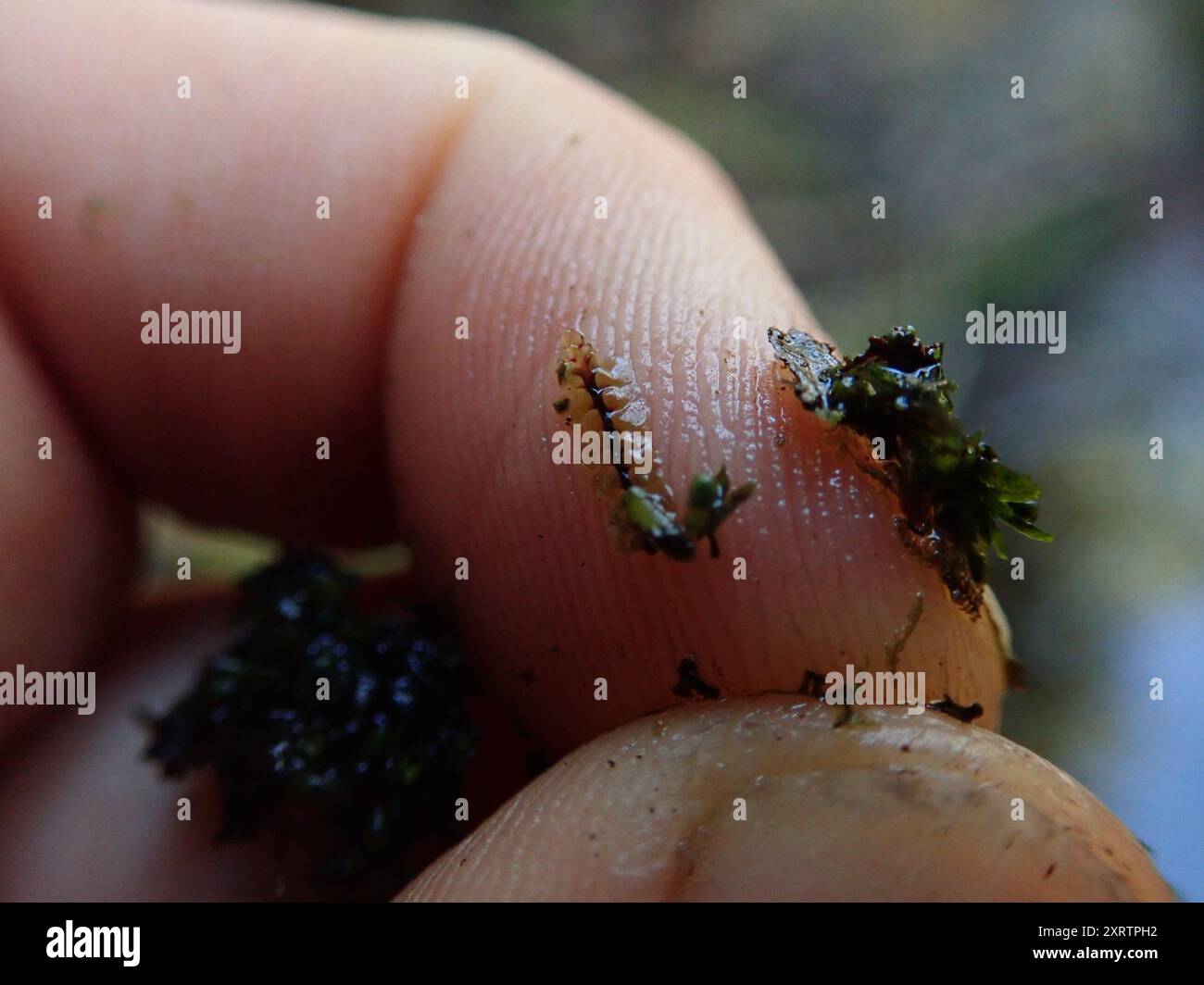 leafy and simple thalloid liverworts (Jungermanniopsida) Plantae Stock ...