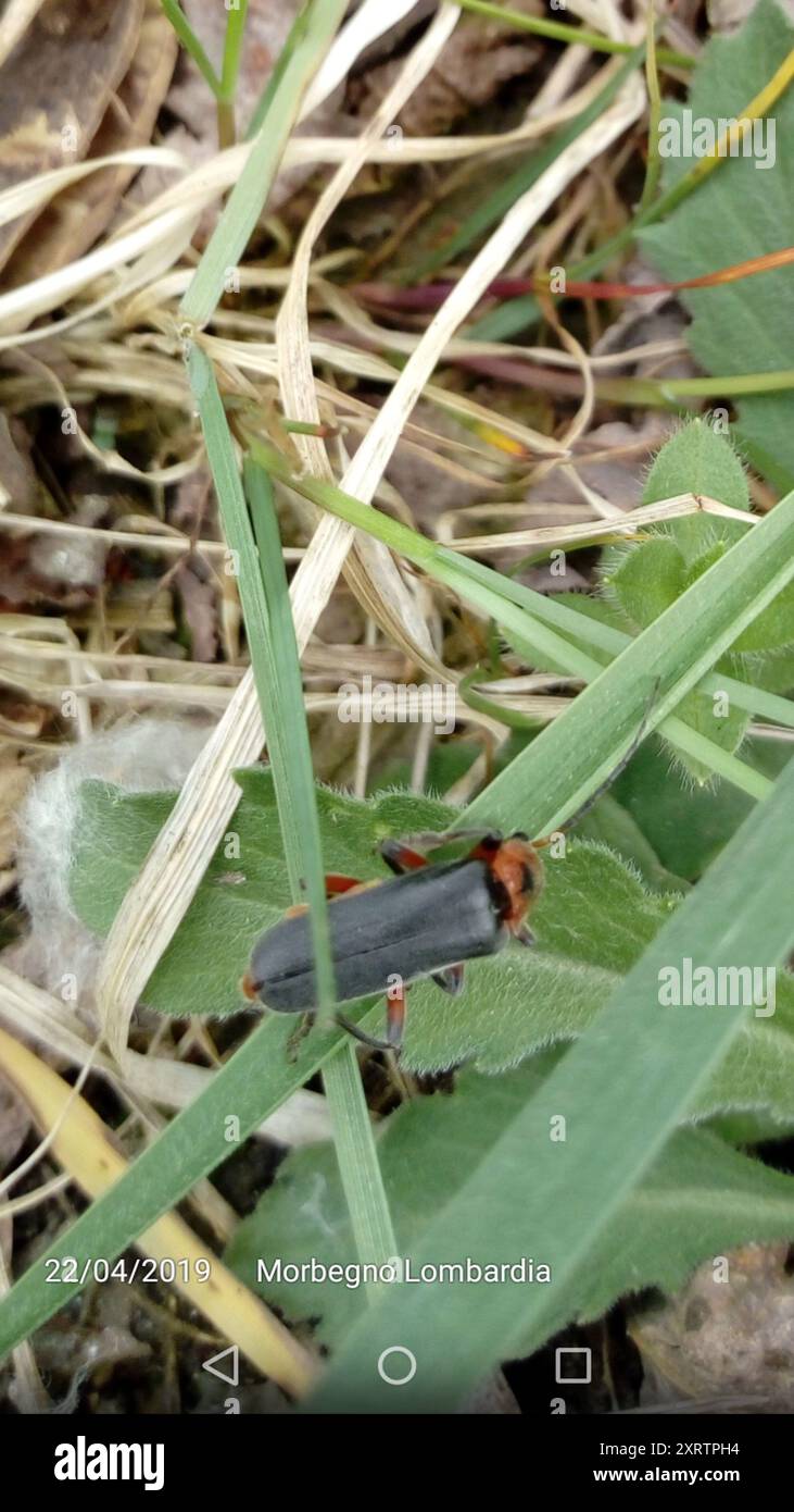 Rustic Sailor Beetle (Cantharis rustica) Insecta Stock Photo - Alamy