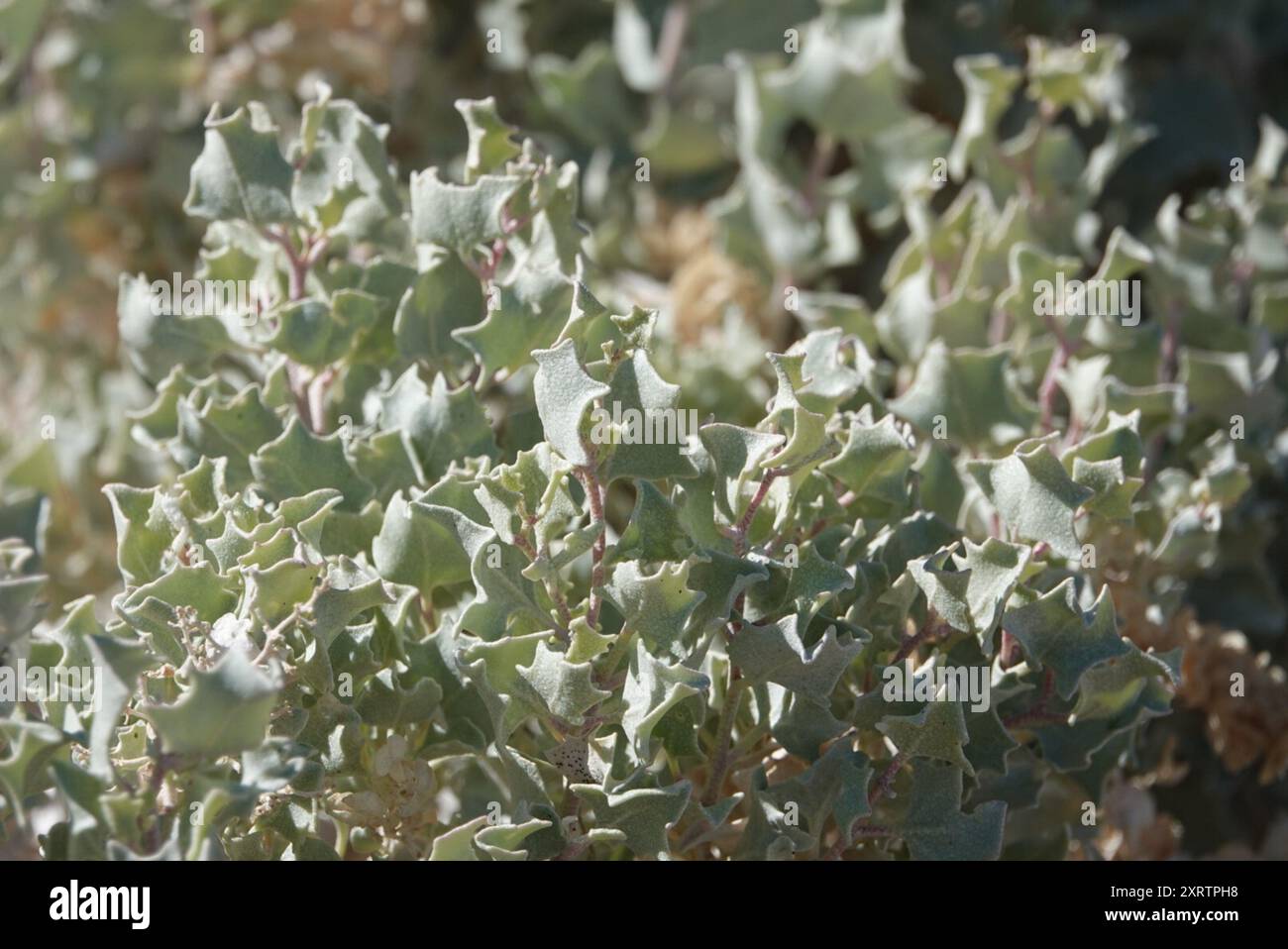 Desert Holly (Atriplex hymenelytra) Plantae Stock Photo - Alamy