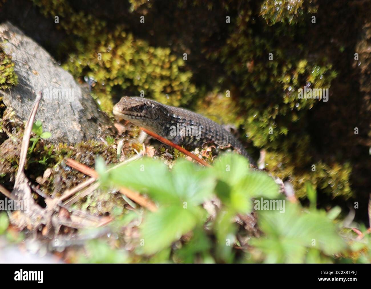 Northern Alligator Lizard (Elgaria coerulea) Reptilia Stock Photo - Alamy