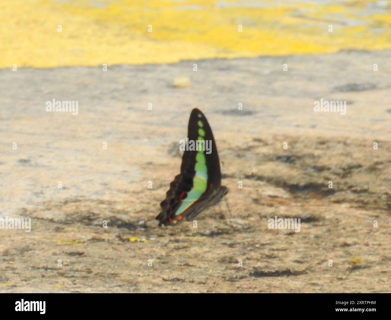 Common Bluebottle (Graphium sarpedon) Insecta Stock Photo - Alamy