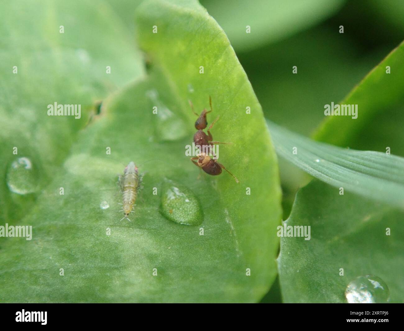 Mustache and Pygmy Snapping Ants (Strumigenys) Insecta Stock Photo - Alamy