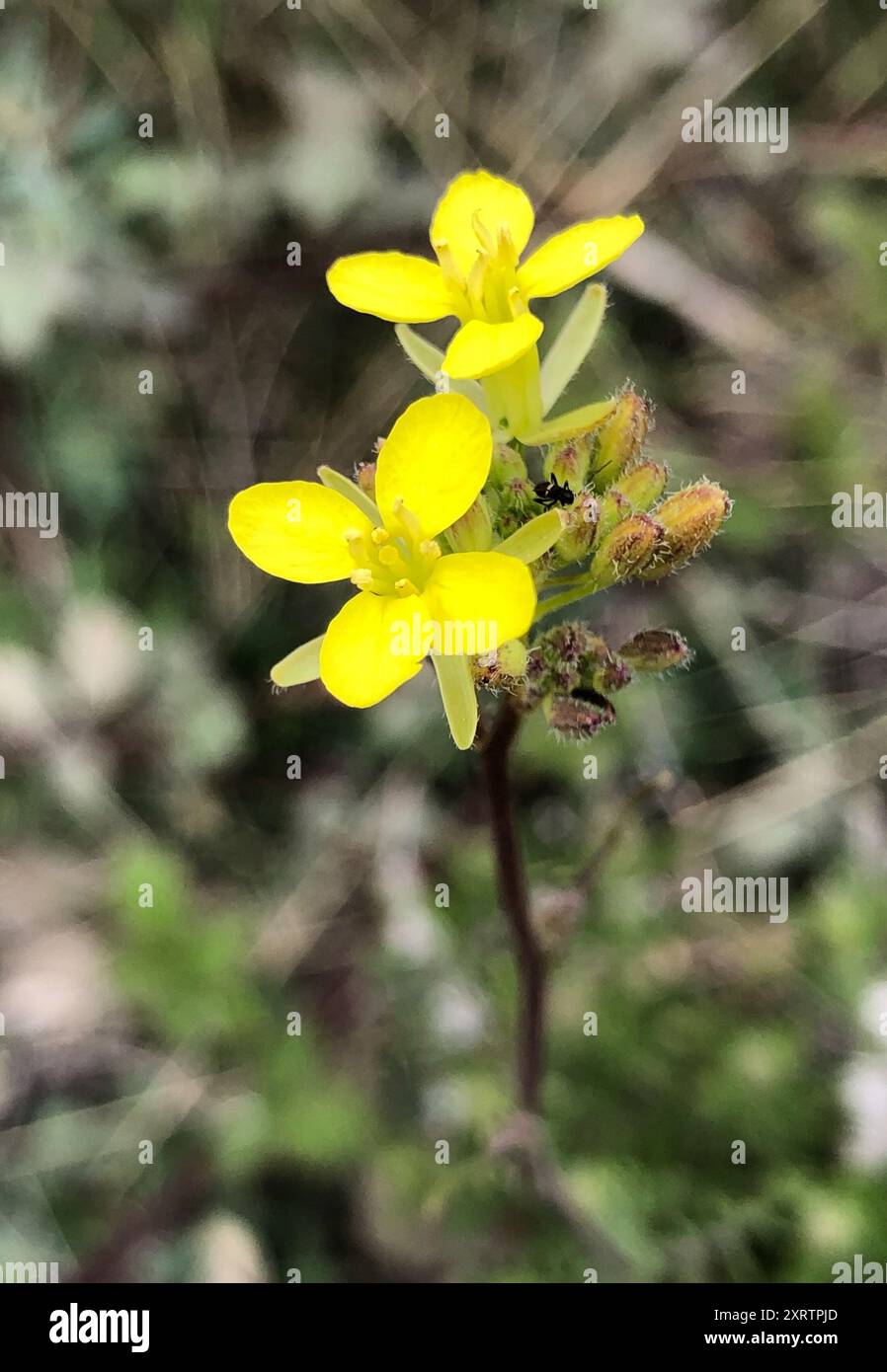 mustard family (Brassicaceae) Plantae Stock Photo - Alamy