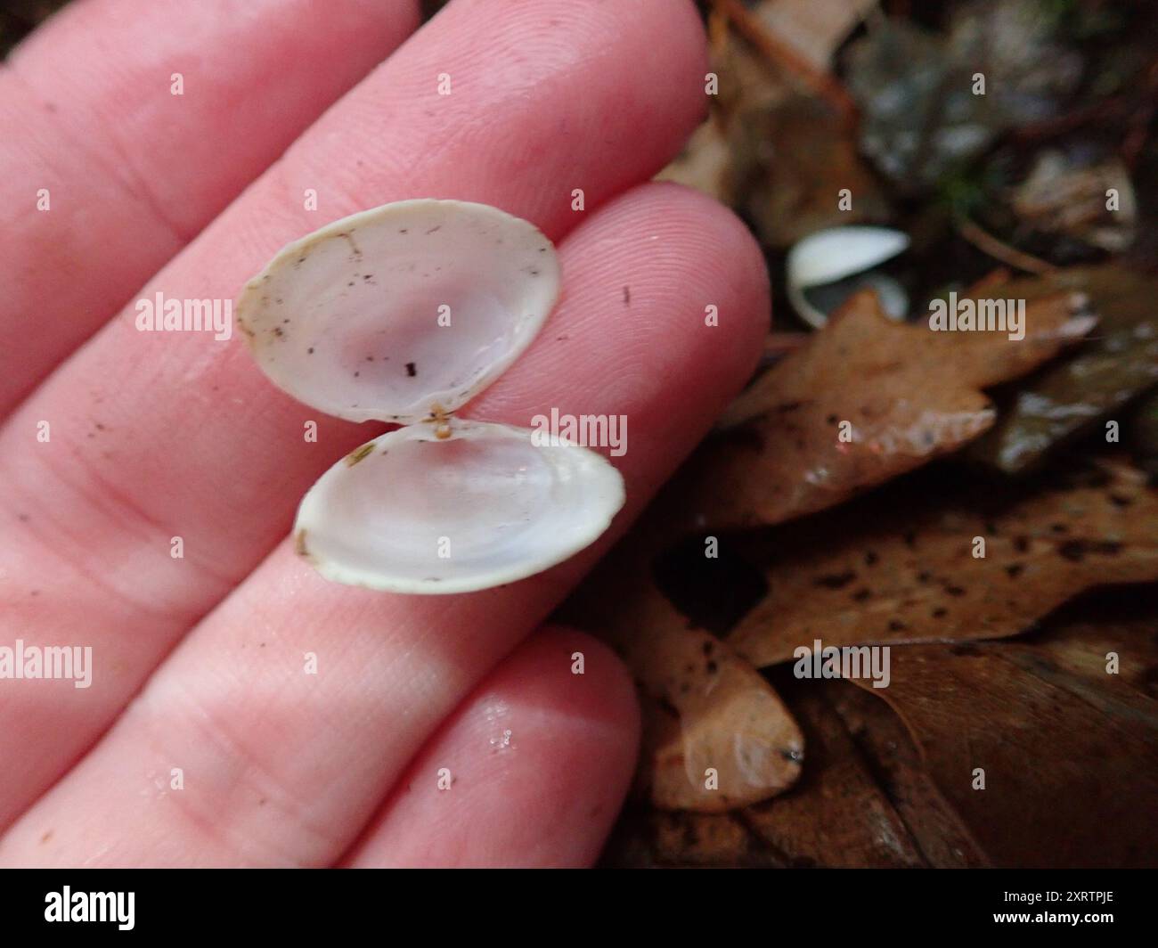 Trough Shells (Mactridae) Mollusca Stock Photo - Alamy