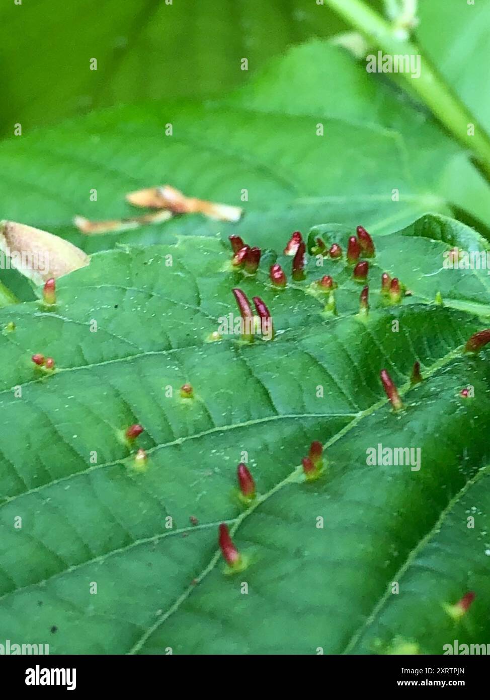 Red Nail Gall Mite (Eriophyes tiliae) Arachnida Stock Photo - Alamy