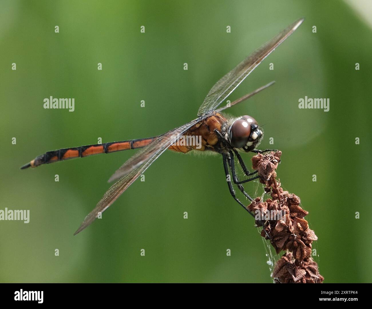 Four-spotted Pennant (Brachymesia gravida) Insecta Stock Photo - Alamy