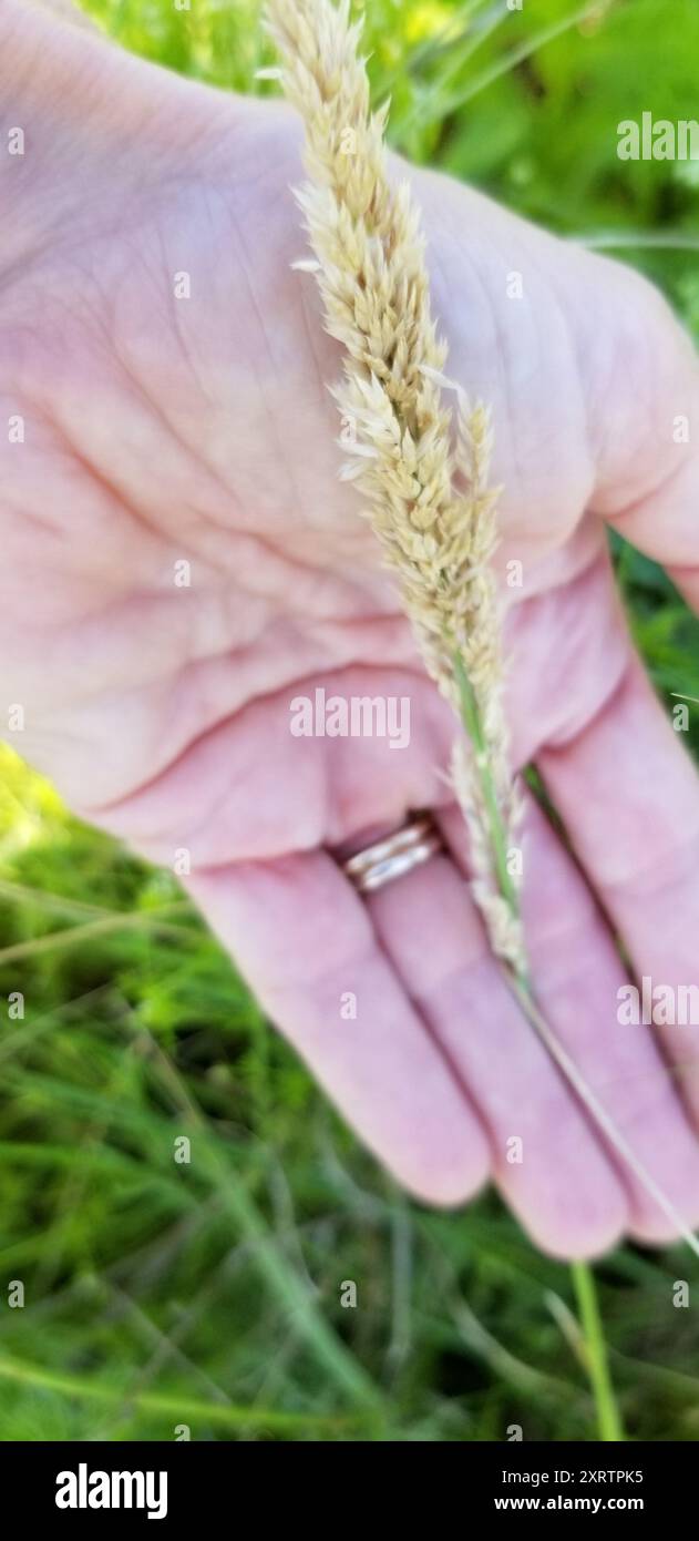 Texas bluegrass (Poa arachnifera) Plantae Stock Photo - Alamy
