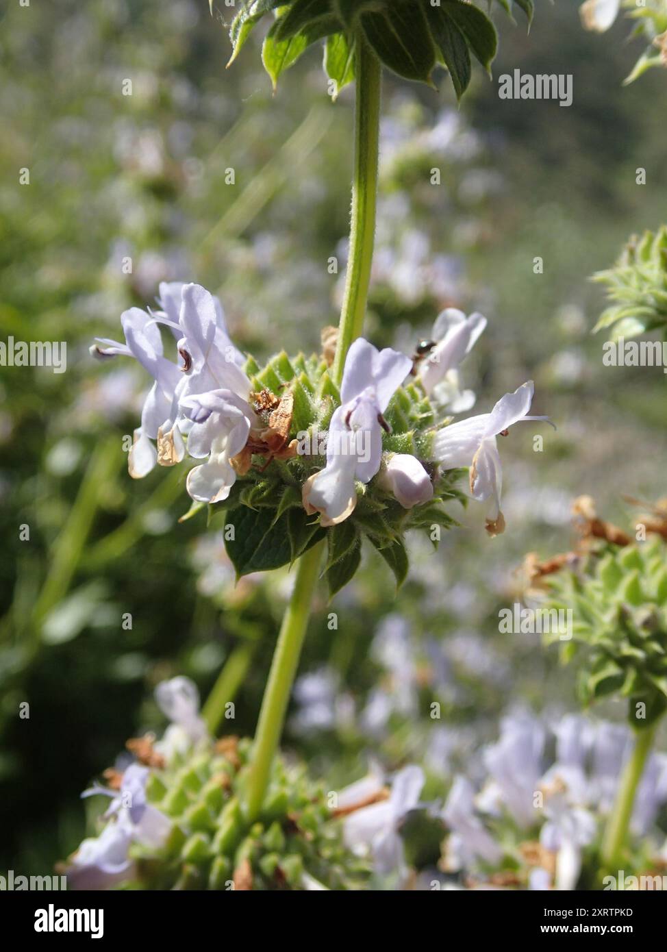 black sage (Salvia mellifera) Plantae Stock Photo - Alamy