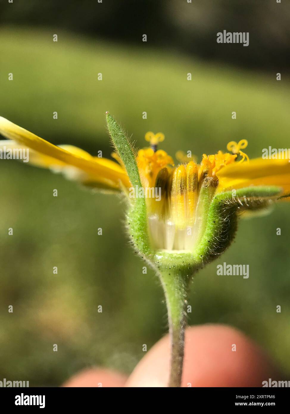 Tidytips (Layia) Plantae Stock Photo - Alamy