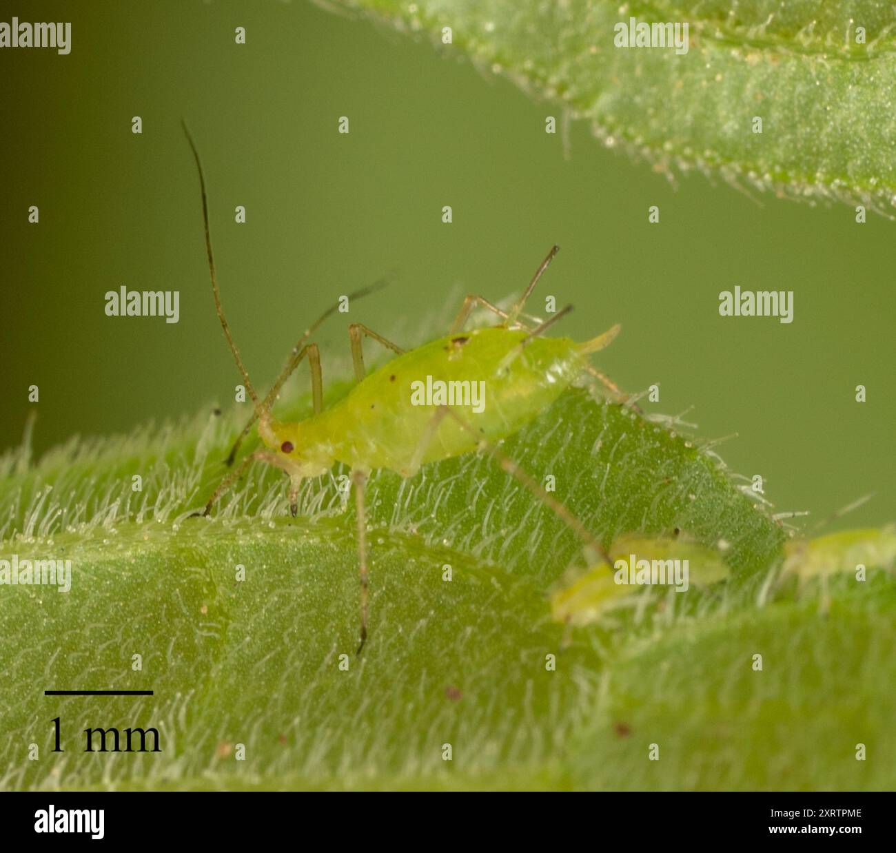 Aphids (Aphididae) Insecta Stock Photo - Alamy
