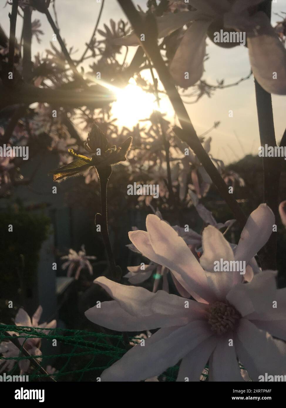magnolia family (Magnoliaceae) Plantae Stock Photo - Alamy