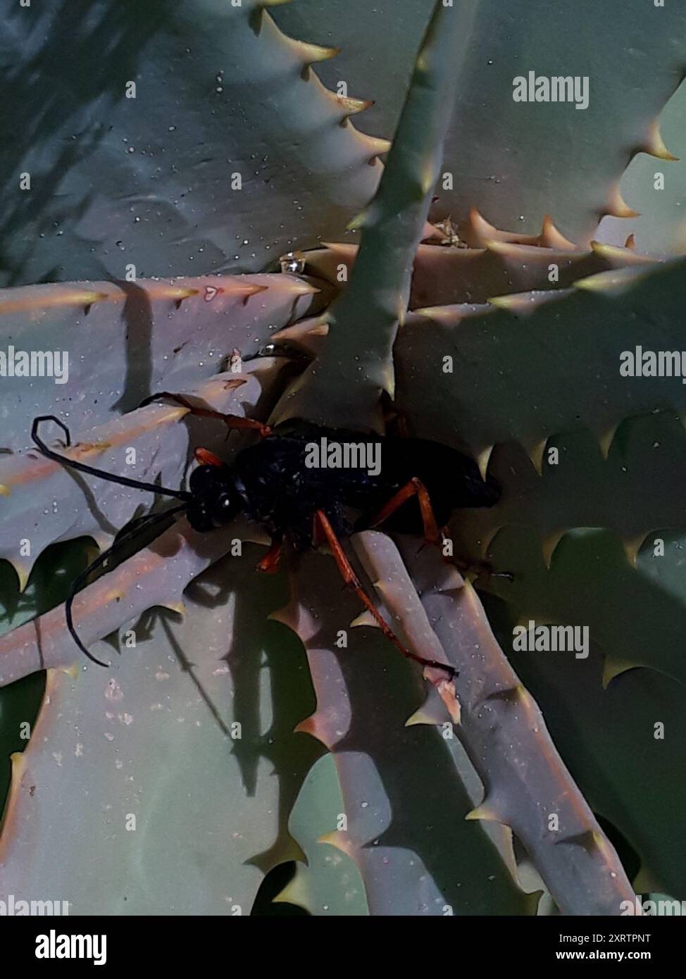 Spider Wasps (Pompilidae) Insecta Stock Photo - Alamy