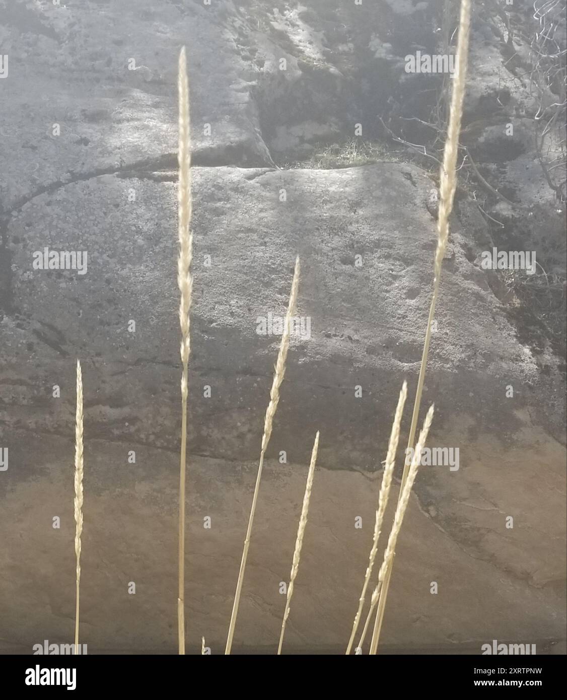 giant wild rye (Leymus condensatus) Plantae Stock Photo - Alamy