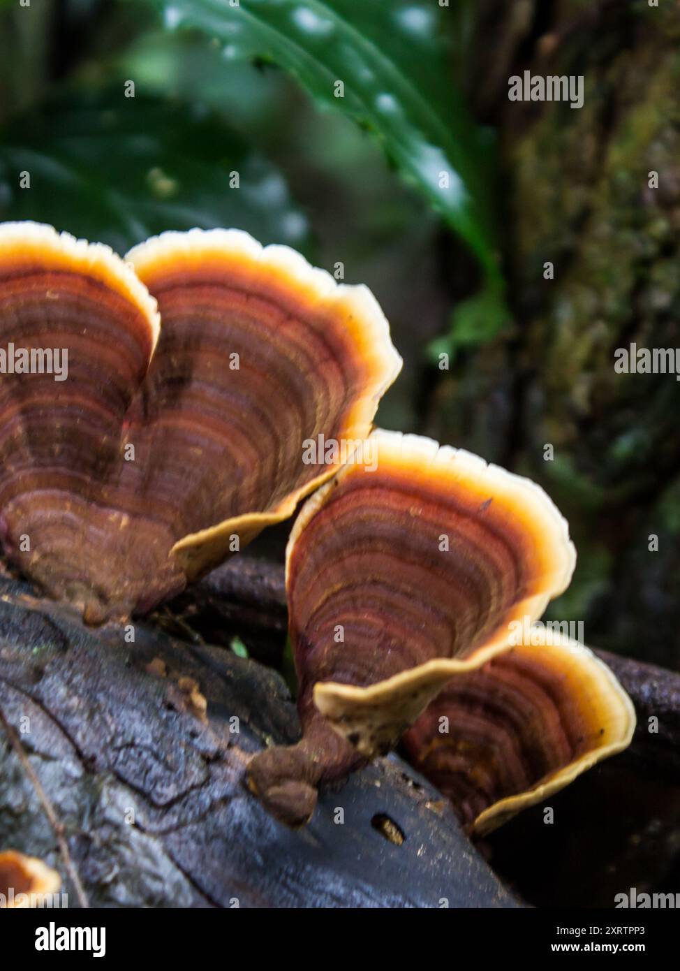 Fan shaped Stereum Ostrea, False Turkey Tail, fungi, growing in the ...