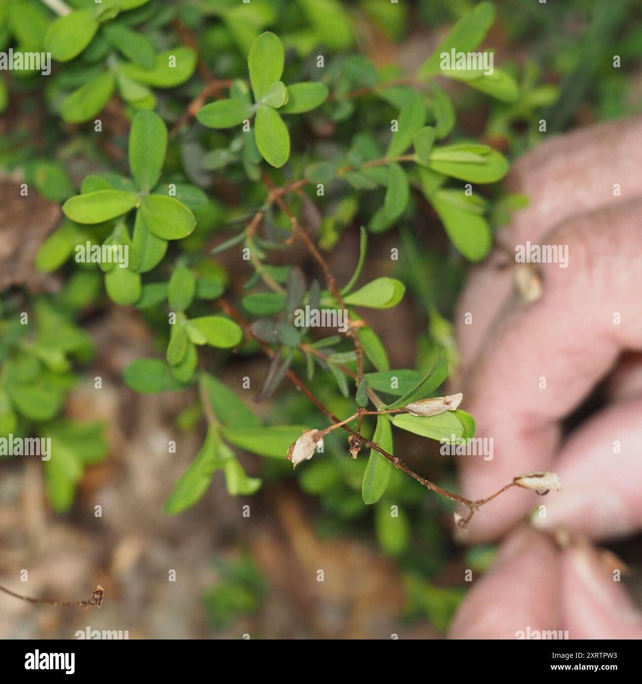 vascular plants (Tracheophyta) Plantae Stock Photo - Alamy