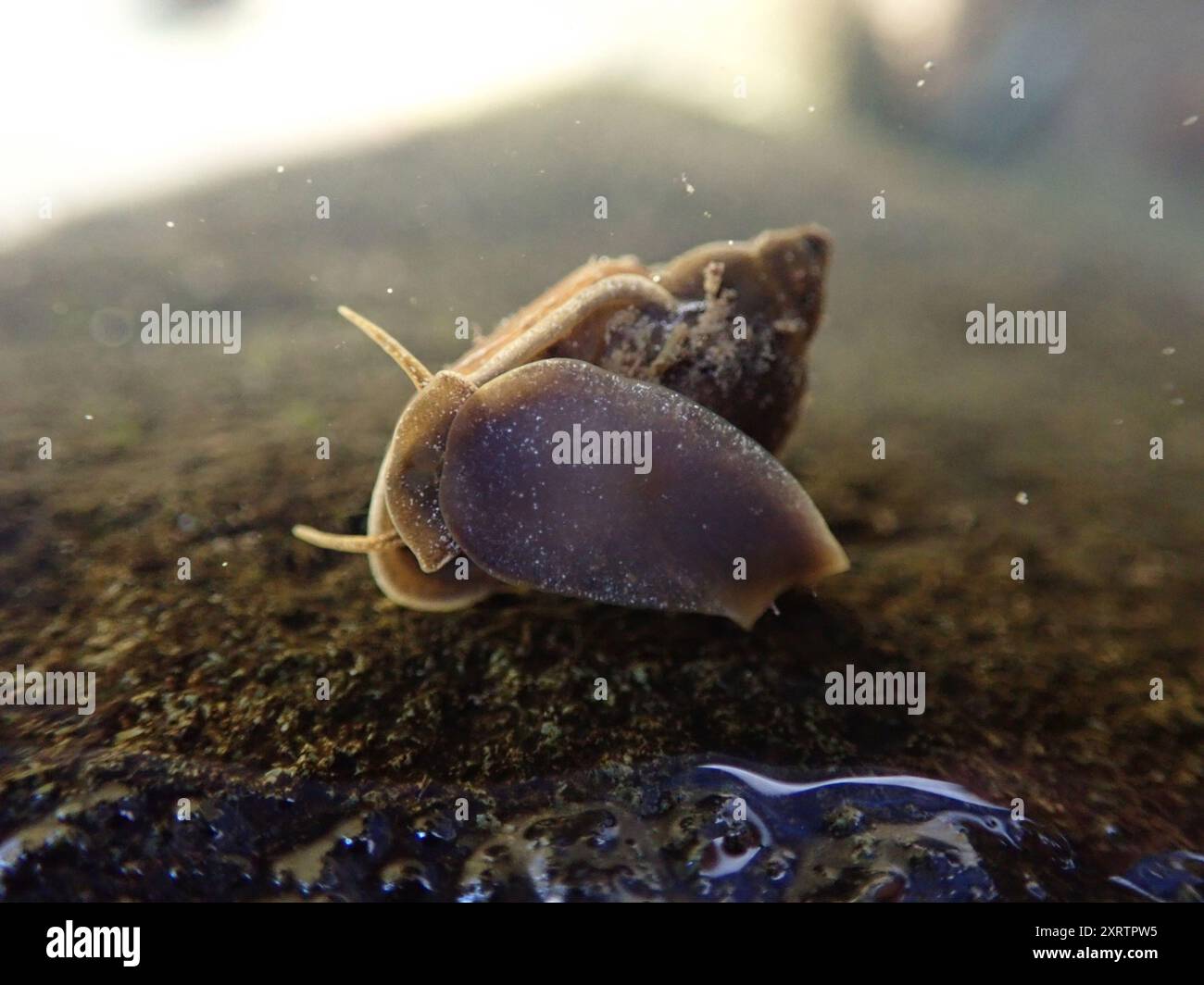 Bladder Snails (Physidae) Mollusca Stock Photo - Alamy