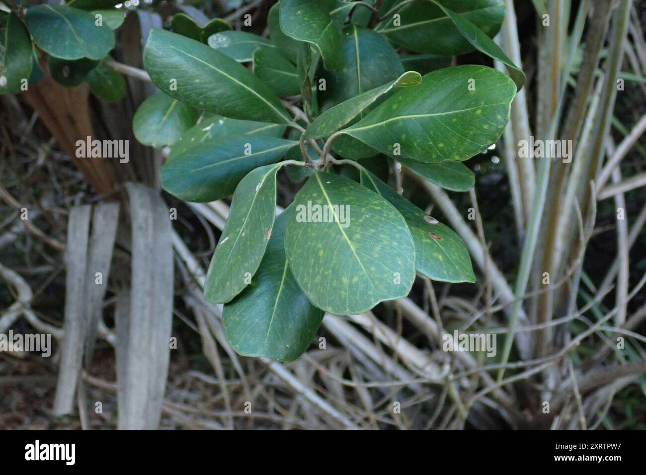 Coastal red milkwood (Mimusops caffra) Plantae Stock Photo - Alamy