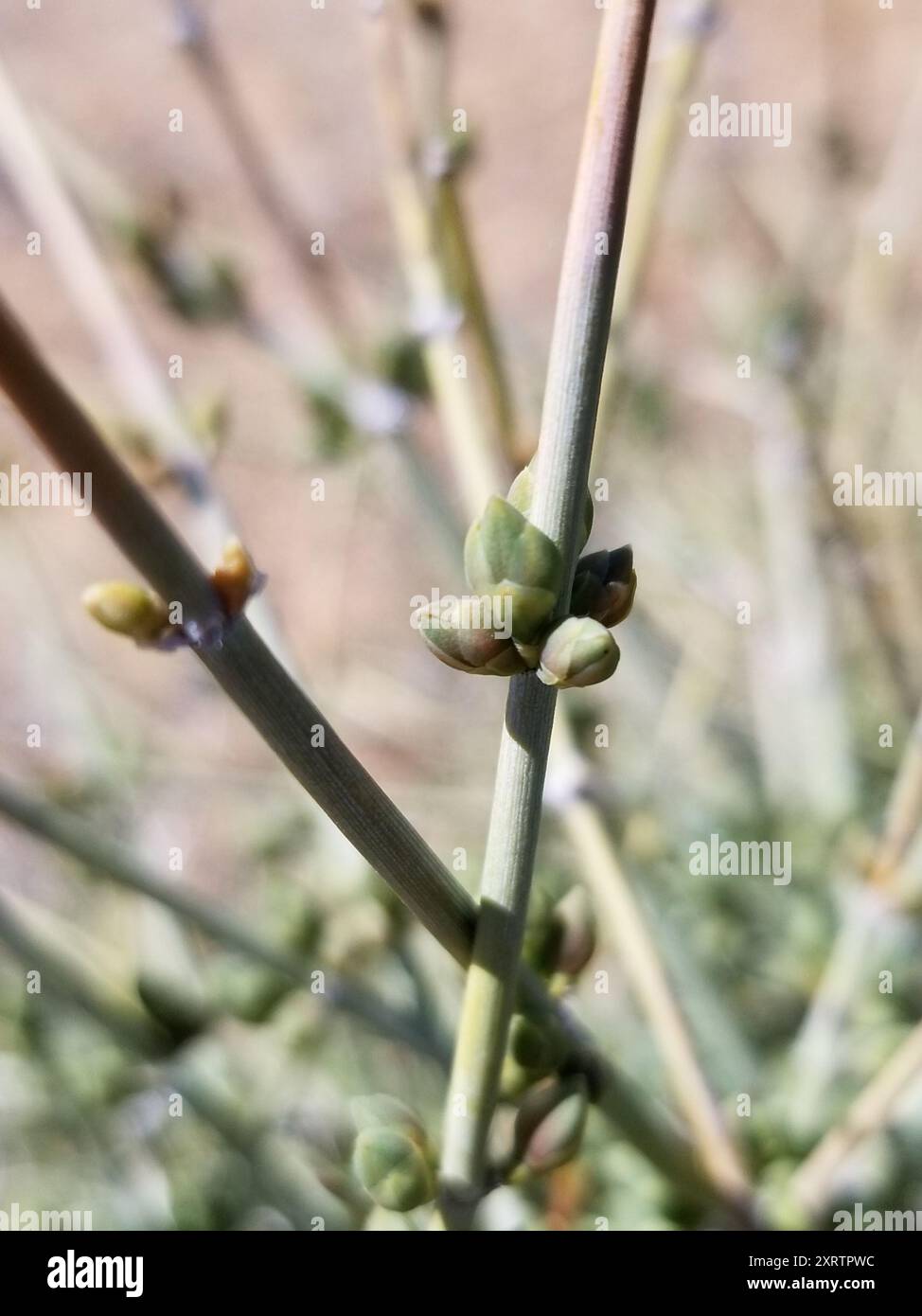 rough jointfir (Ephedra aspera) Plantae Stock Photo - Alamy