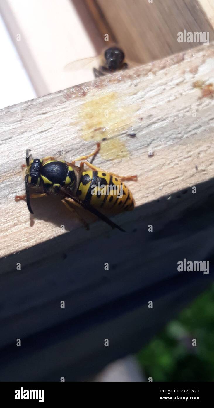 German Yellowjacket (Vespula germanica) Insecta Stock Photo - Alamy