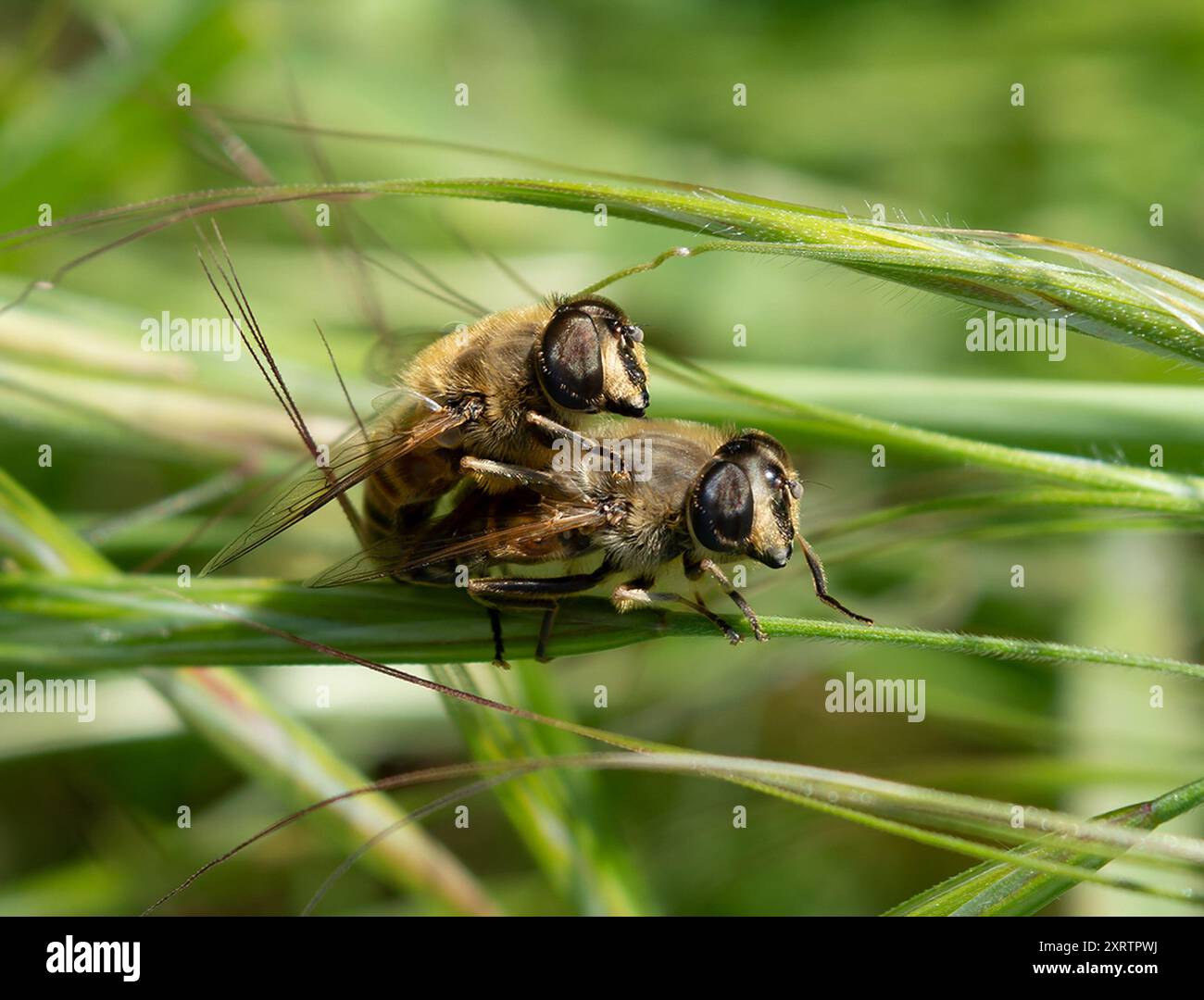 Common Drone Fly (Eristalis tenax) Insecta Stock Photo - Alamy