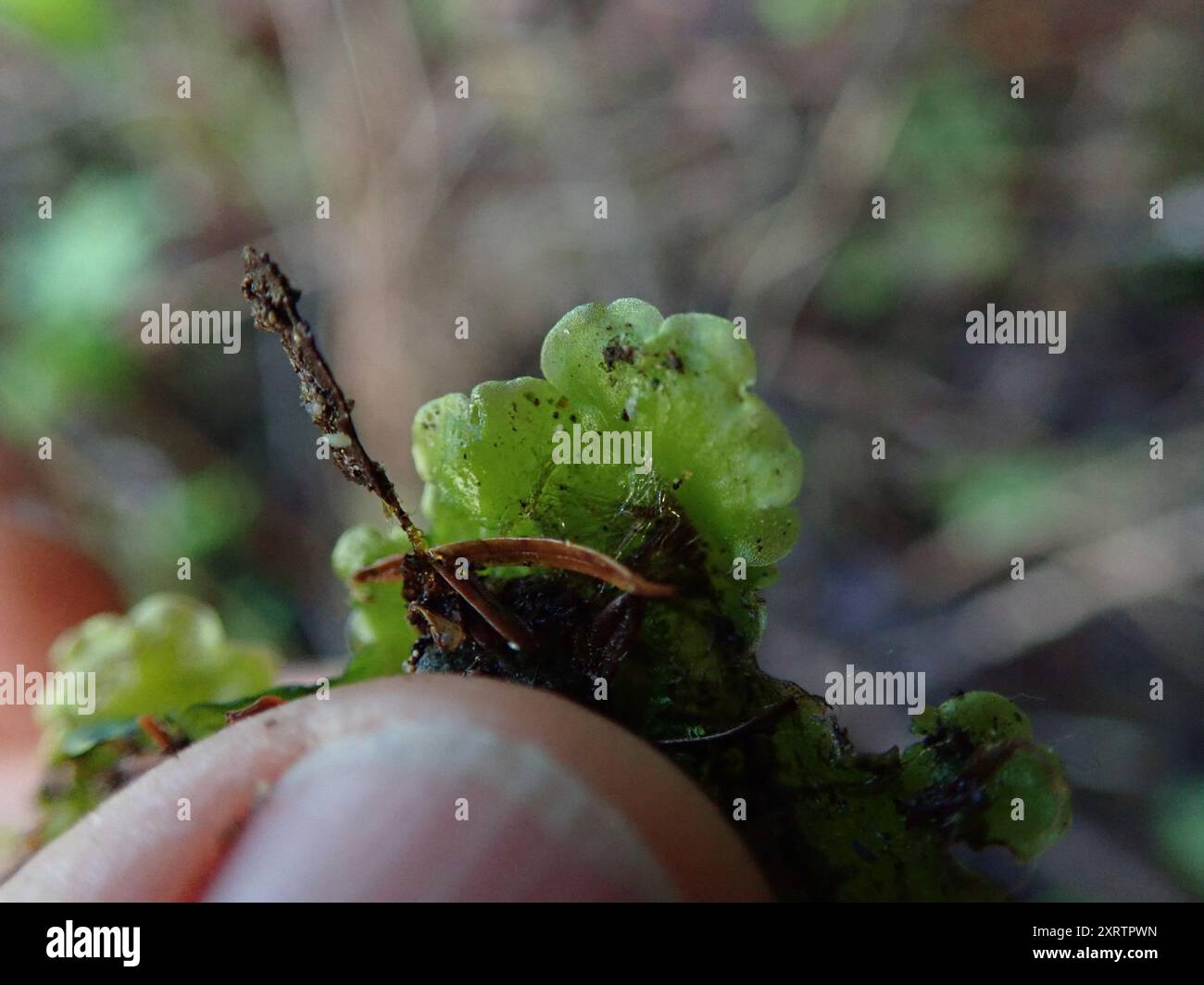 Ring Pellia (Pellia neesiana) Plantae Stock Photo - Alamy