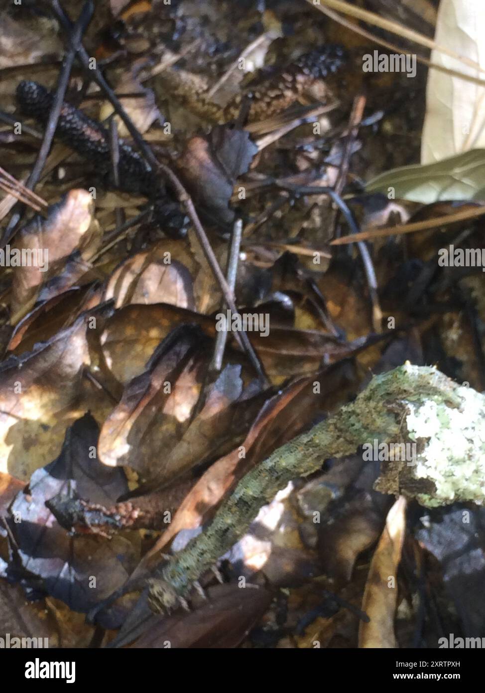 Live Oak Metria Moth (Metria amella) Insecta Stock Photo - Alamy