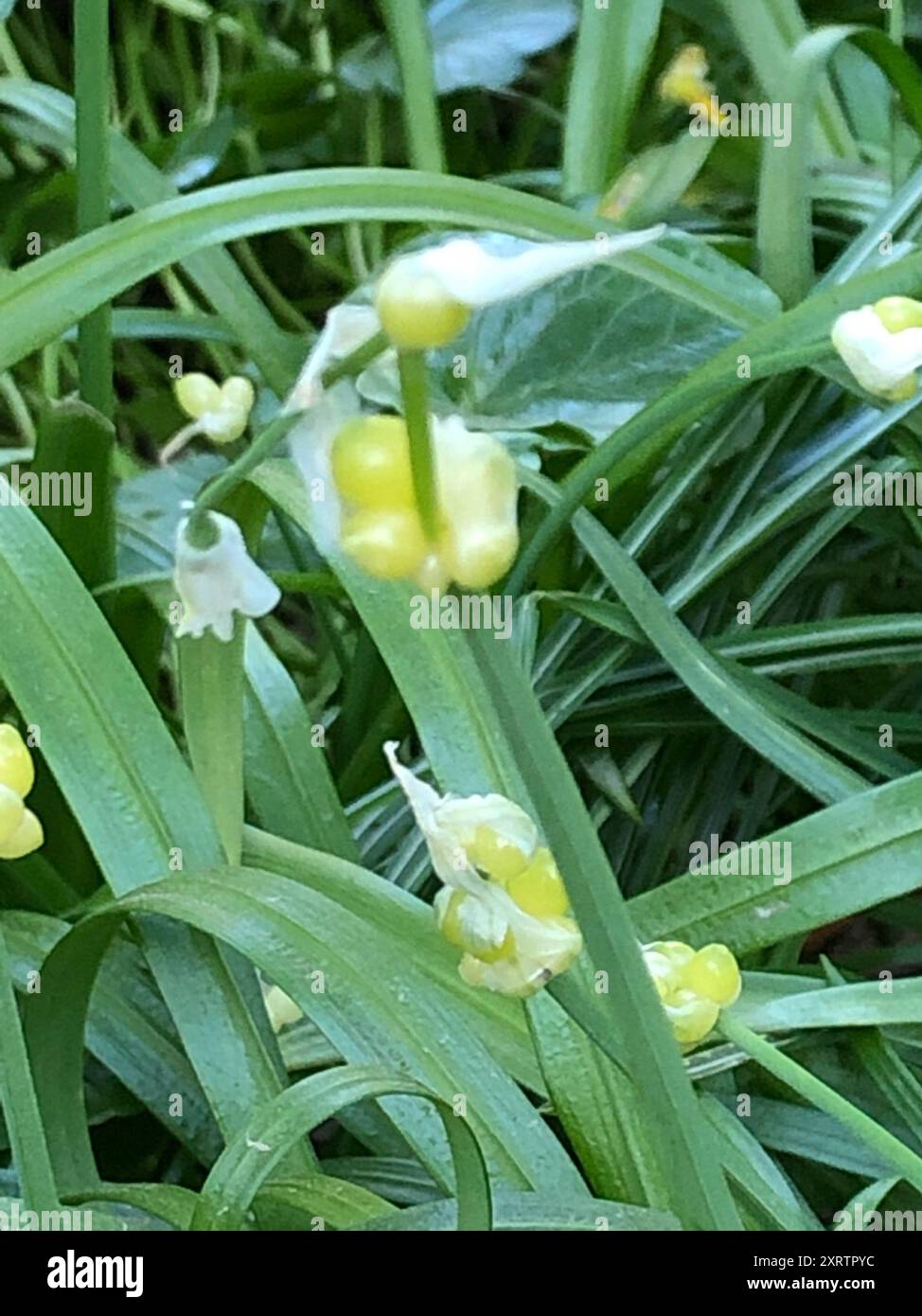 Few-flowered Leek (Allium paradoxum) Plantae Stock Photo - Alamy