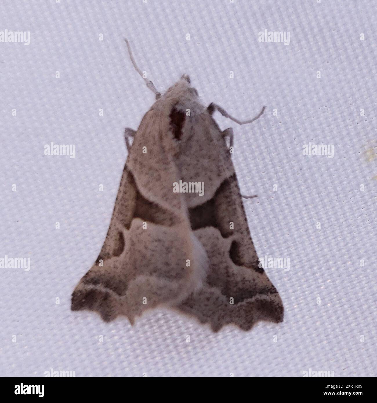 (Plataea calcaria) Insecta Stock Photo - Alamy