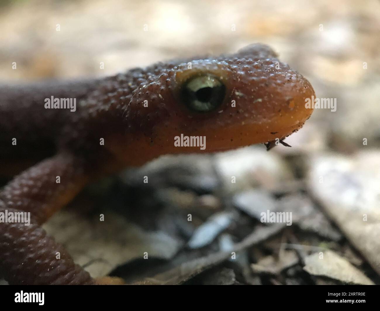 California Newt (Taricha torosa) Amphibia Stock Photo - Alamy