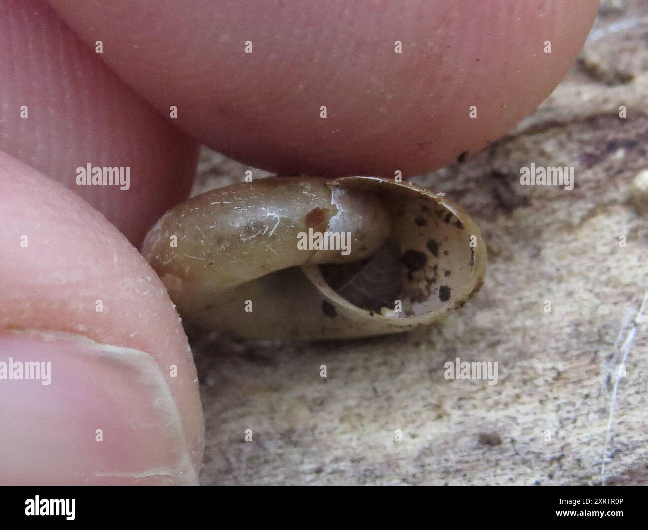 Gray-foot Lancetooth Snail (Haplotrema concavum) Mollusca Stock Photo ...