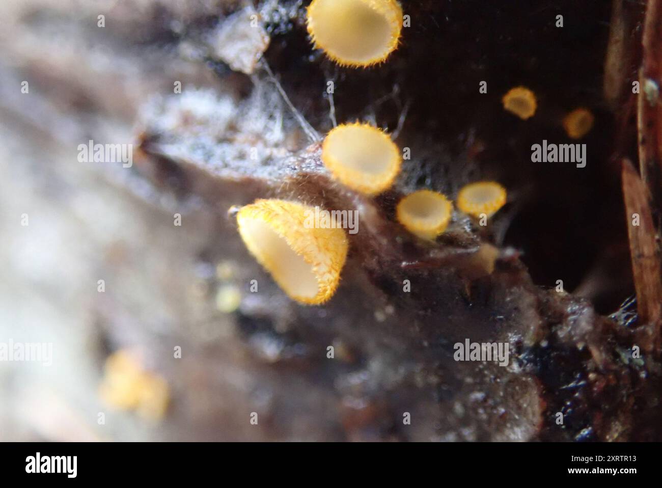 Fungi Including Lichens (Fungi) Fungi Stock Photo - Alamy