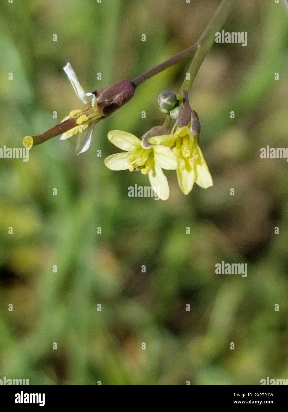 Saharan Mustard (Brassica tournefortii) Plantae Stock Photo - Alamy