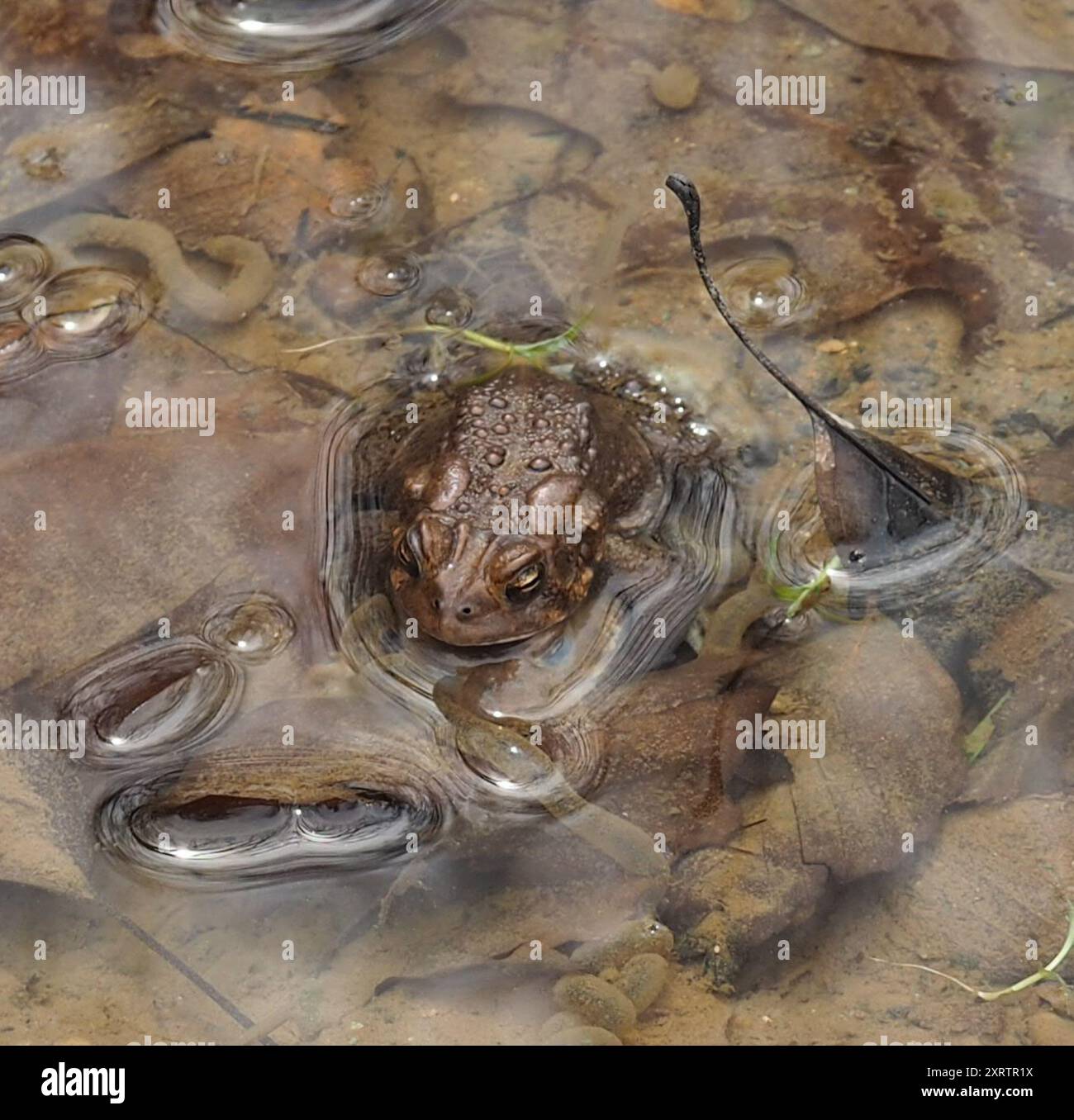 Eastern American Toad (Anaxyrus americanus americanus) Amphibia Stock ...
