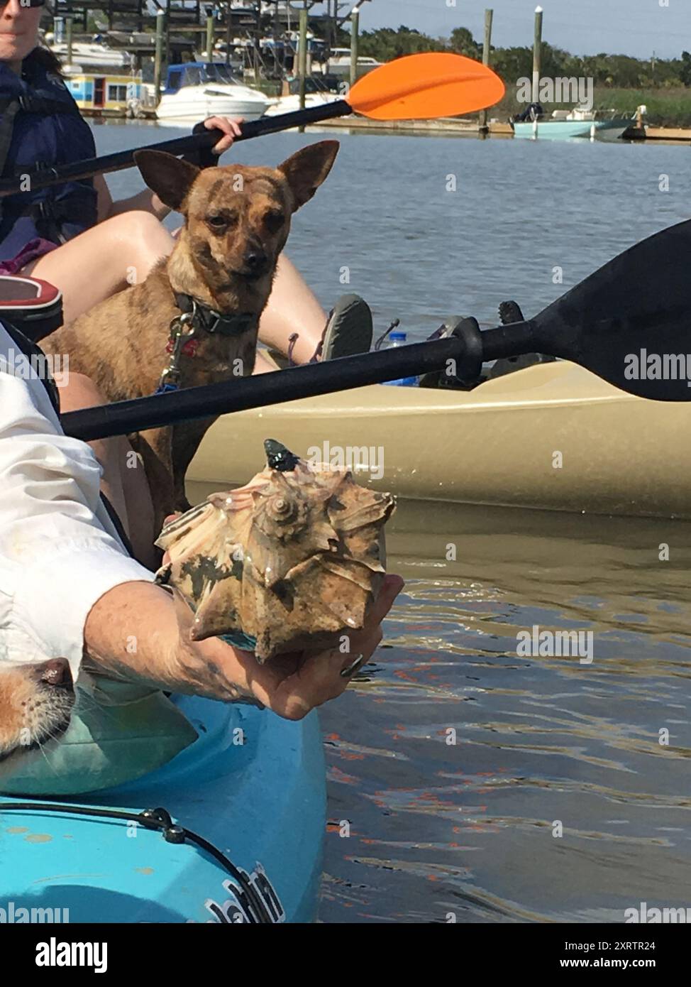 Knobbed Whelk (Busycon carica) Mollusca Stock Photo - Alamy