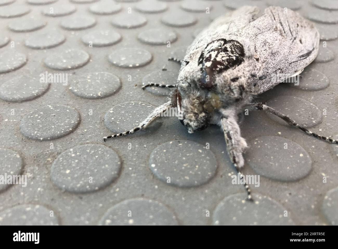 Giant Wood Moth (Endoxyla cinereus) Insecta Stock Photo - Alamy