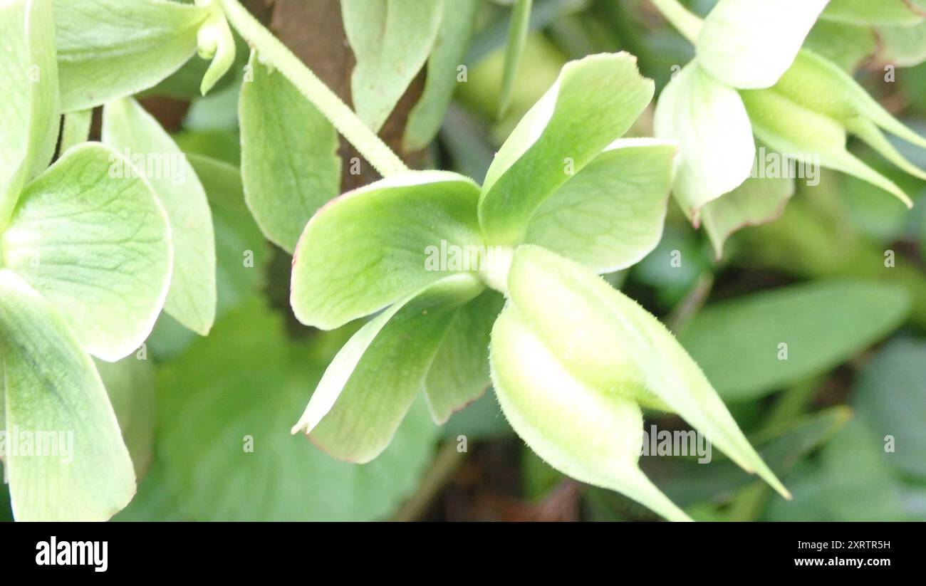 Stinking hellebore (Helleborus foetidus) Plantae Stock Photo - Alamy