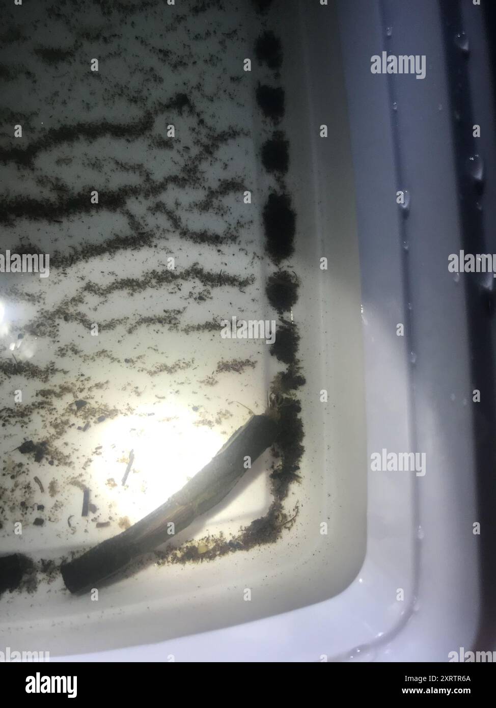 Giant Casemaker Caddisflies (Phryganeidae) Insecta Stock Photo - Alamy