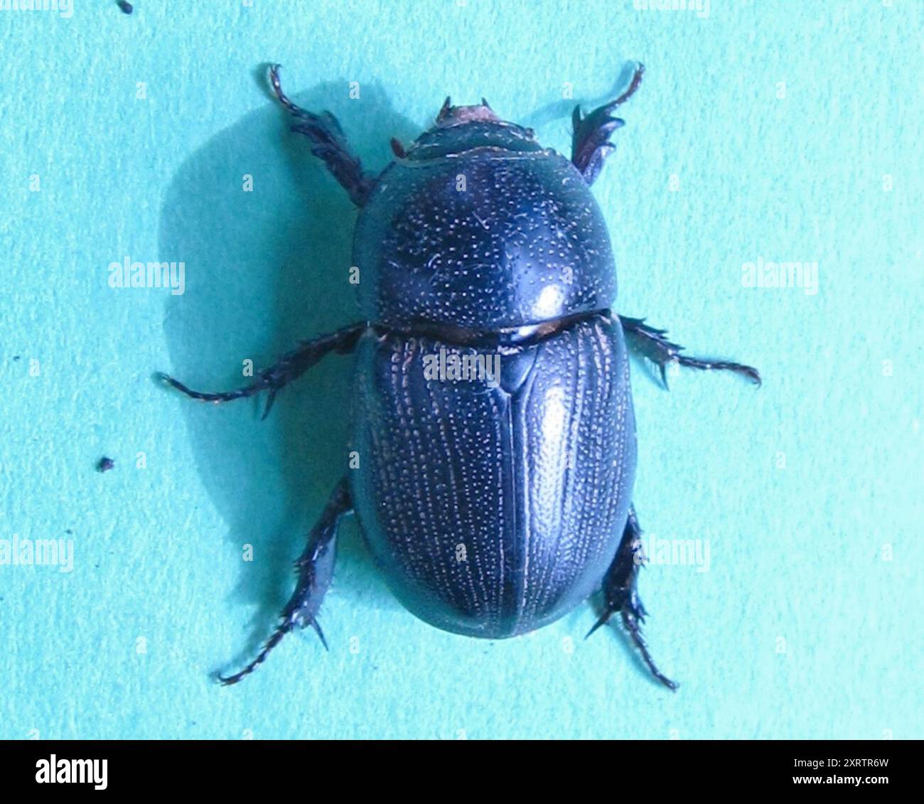 Sugarcane Beetle (Euetheola humilis) Insecta Stock Photo - Alamy