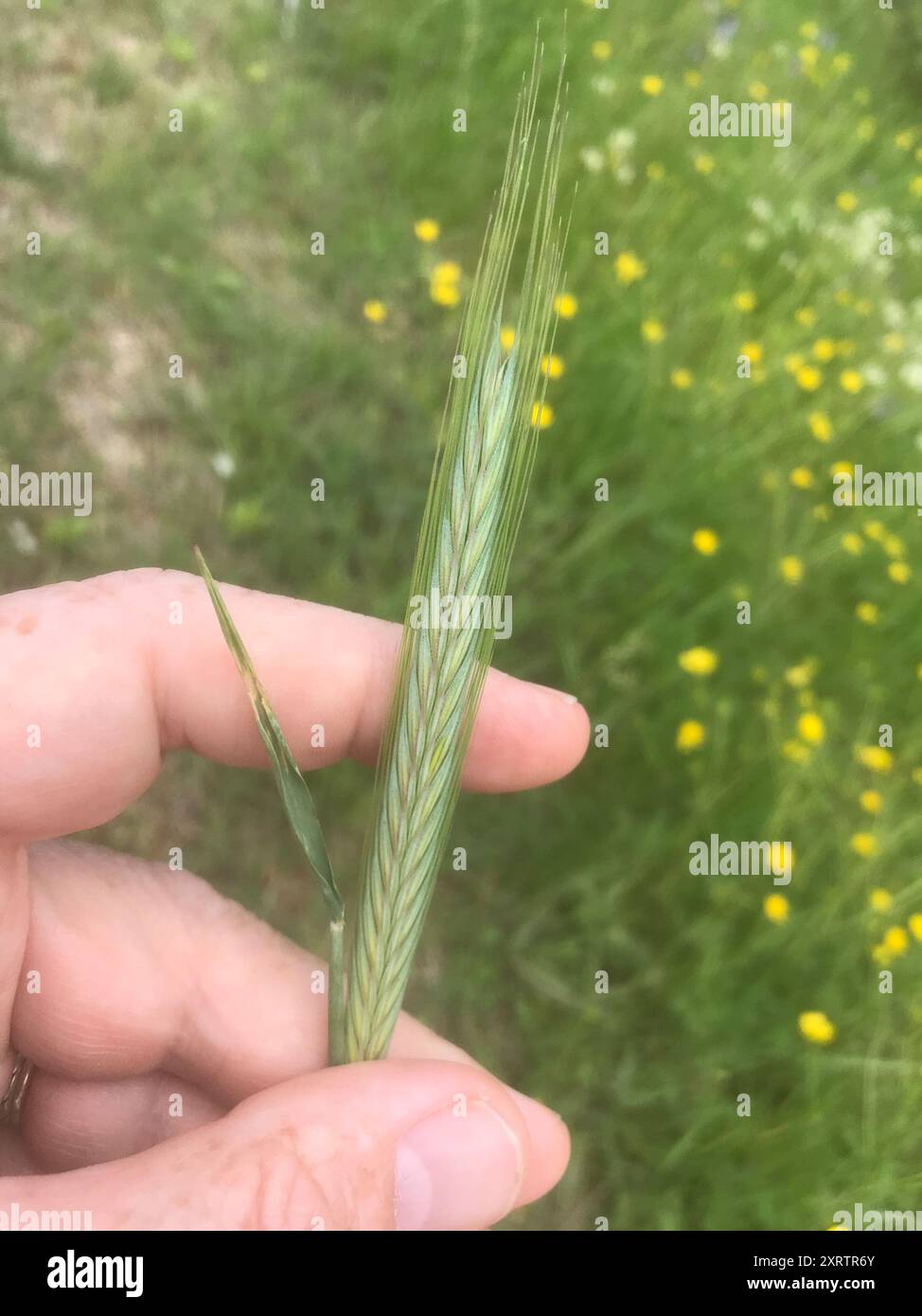 wall barley (Hordeum murinum) Plantae Stock Photo - Alamy