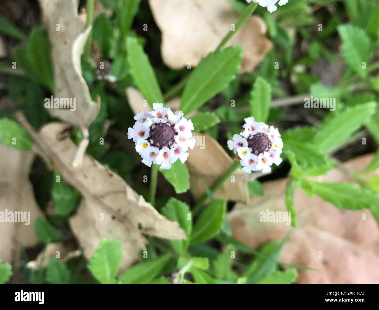 turkey tangle frogfruit (Phyla nodiflora) Plantae Stock Photo - Alamy
