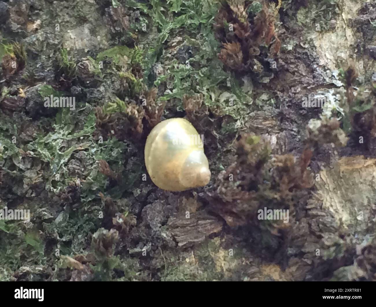 Gastropods (Gastropoda) Mollusca Stock Photo - Alamy